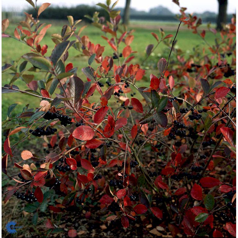 Brunfrugtet Surbær - Aronia arbutifolia - Prydbuske - Plantetorvet.dk