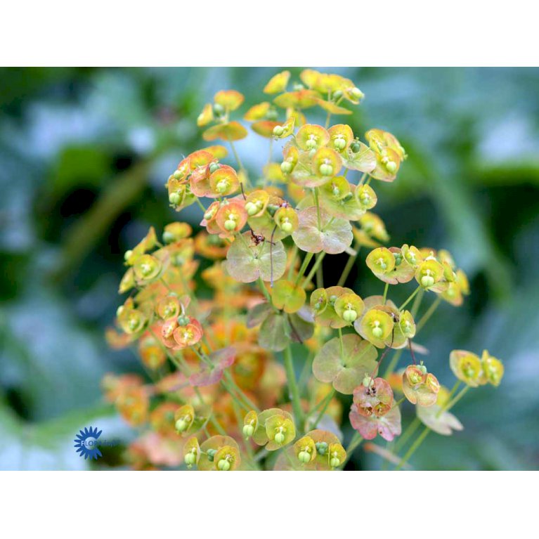 Vortemælk - Euphorbia amygdaloides var. robbiae - Stauder - Plantetorvet.dk