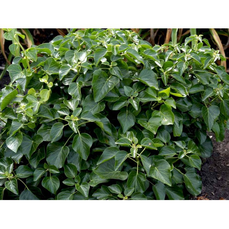 Vedbend 'Arbori Compact' - Prydbuske - Plantetorvet.dk