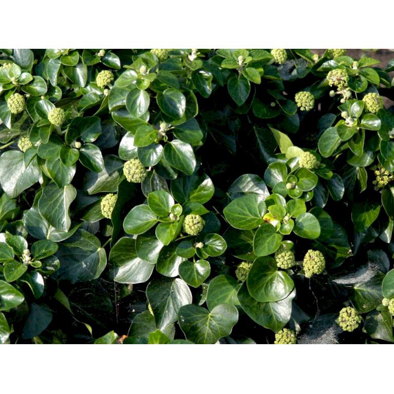 Vedbend 'Arbori Compact' - Prydbuske - Plantetorvet.dk