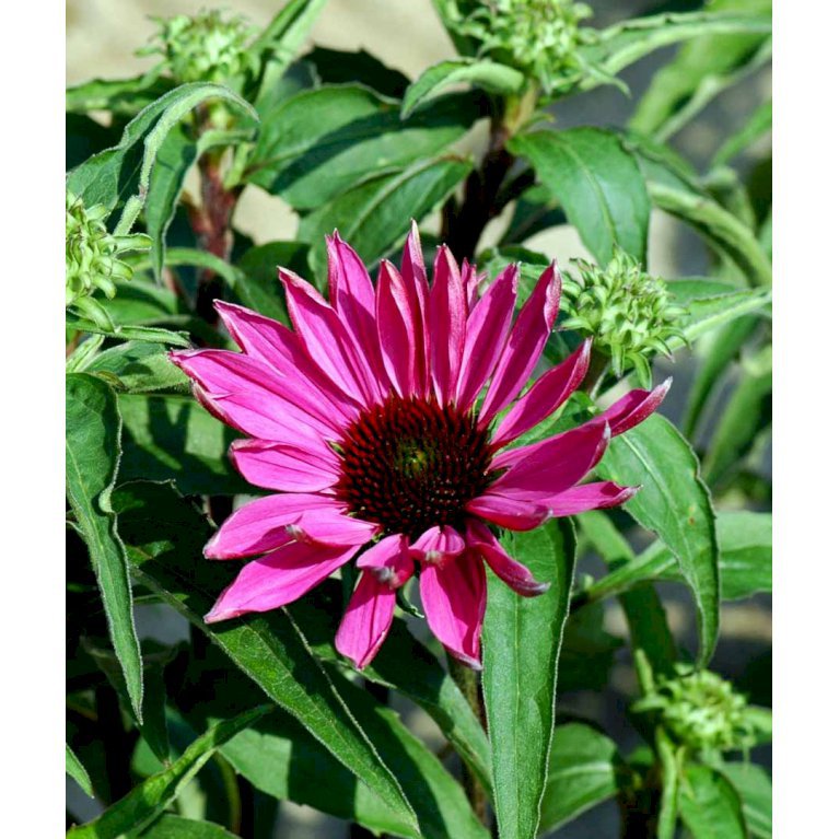 Purpursolhat 'Ruby Giant' - Stauder - Plantetorvet.dk