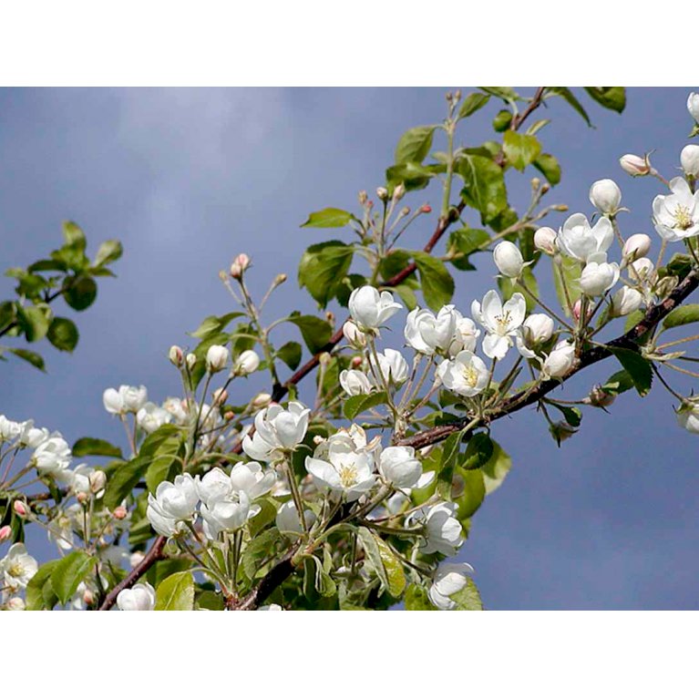 Paradisæble 'Hyslop' - Alletræer - Plantetorvet.dk