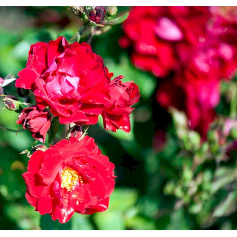 Canada Rose - Champlain - Roser - Plantetorvet.dk