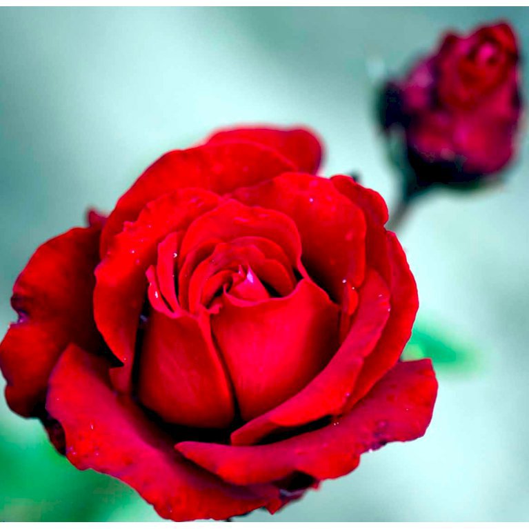 Storblomstrende Rose 'Ingrid Bergman' ® - Roser - Plantetorvet.dk