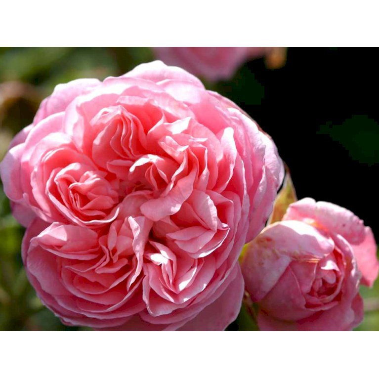 Austin 'Radio Times - Roser - Plantetorvet.dk