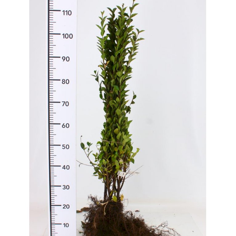 Storbladet Liguster - Ligustrum ovalifolium - 80-100 cm - Hækplanter ...
