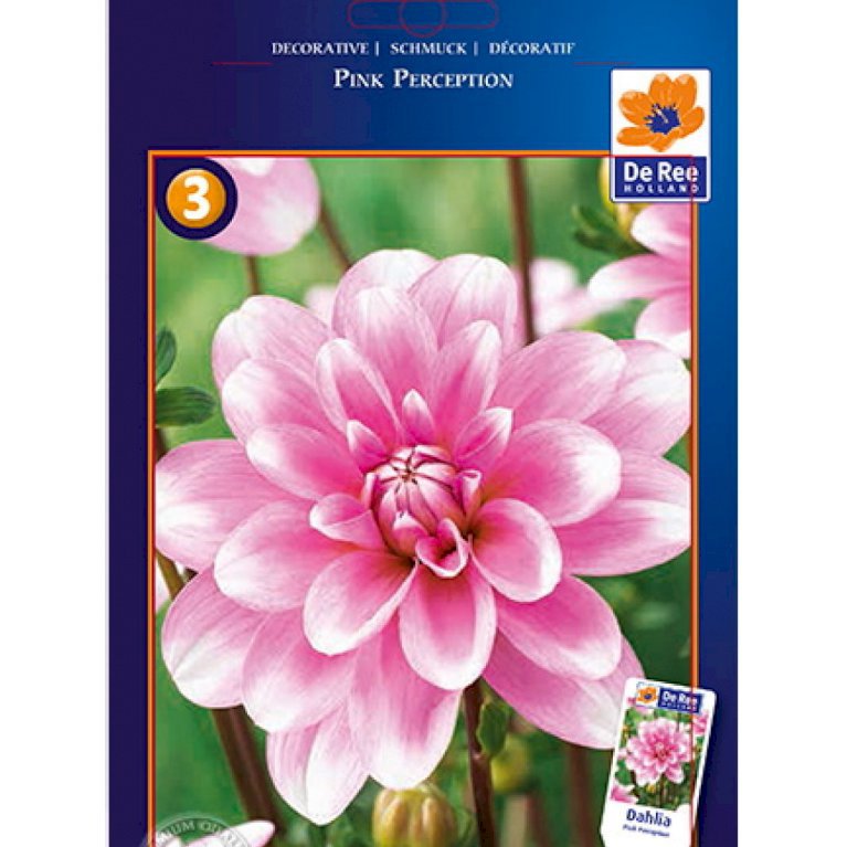 Dahlia 'Pink Perception' -17 - Dahlia dec. 'pink perception ...