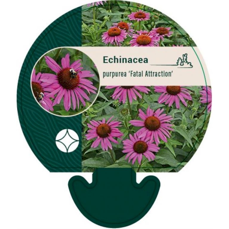 Purpursolhat - Fatal Attraction - Stauder - Plantetorvet.dk