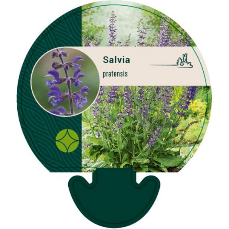 Salvie, Blå, Blue Angel - Salvia patens - Frø - Plantetorvet.dk
