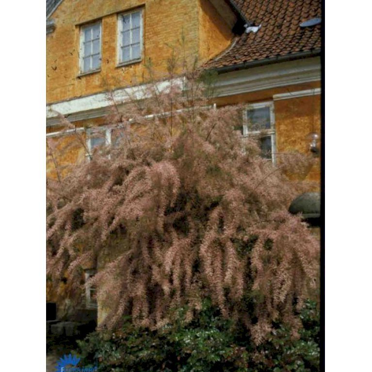Tamarisk - Tamarix pentandra - Plantetorvet.dk