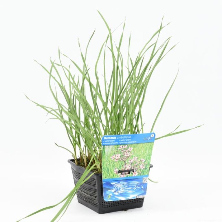 Brudelys - Butomus umbellatus - Vandplanter - Plantetorvet.dk