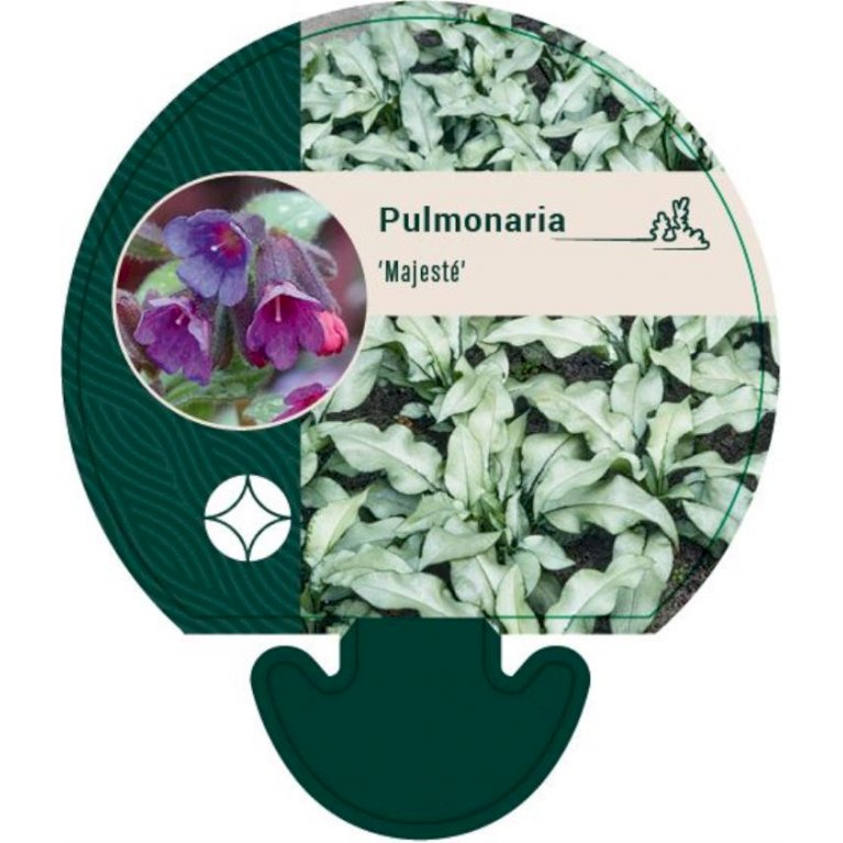 Lungeurt - Majesté - Stauder - Plantetorvet.dk