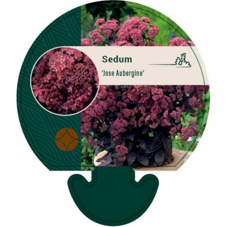 Stenurt - Jose Aubergine - Stauder - Plantetorvet.dk