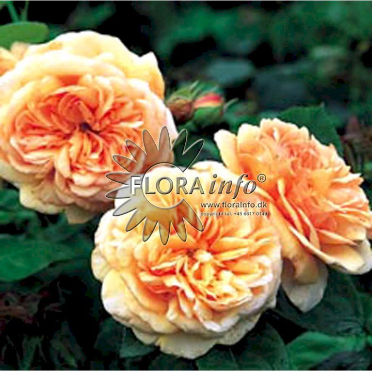 Austin 'Charles Austin' - Roser - Plantetorvet.dk