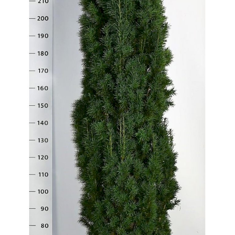 Almindelig Taks 'Robusta' - Nåletræer - Plantetorvet.dk