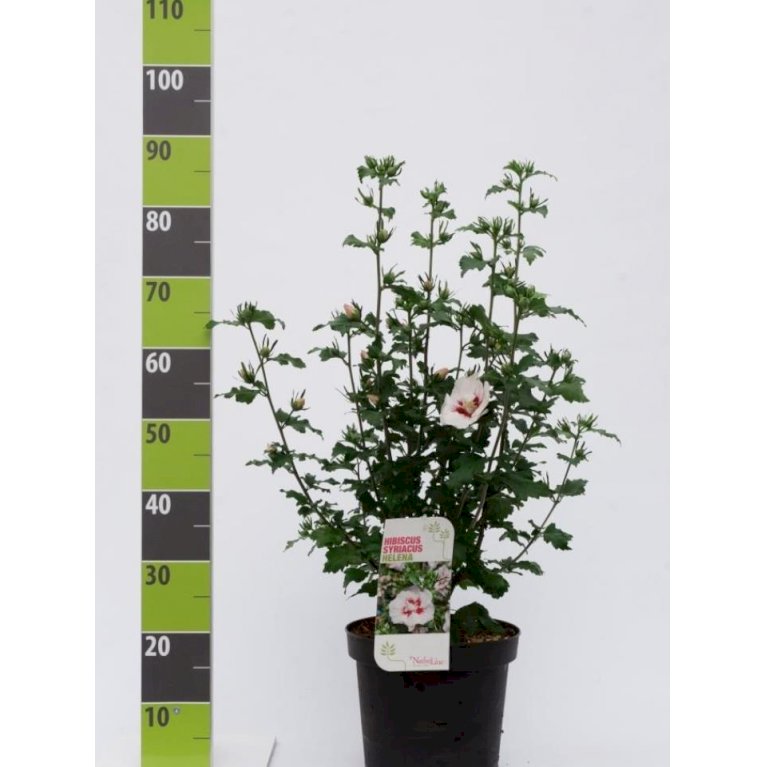 Syrisk Rose 'Helene' - Prydbuske - Plantetorvet.dk