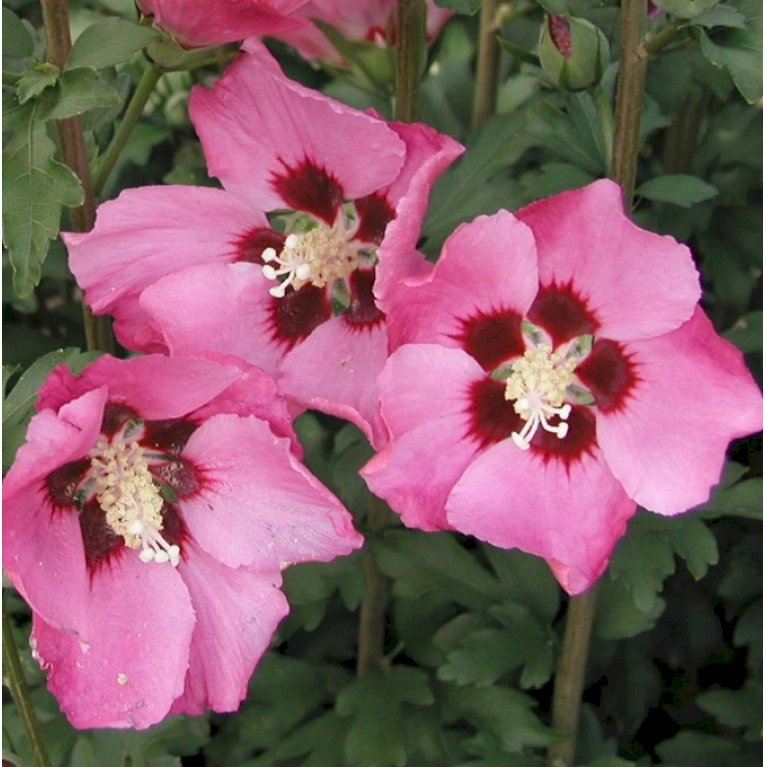 Syrisk Rose 'Pink Giant' - Prydbuske - Plantetorvet.dk