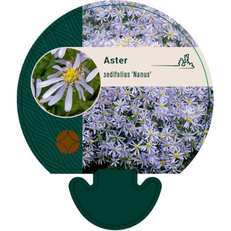 Asters 'Nanus' - Stauder - Plantetorvet.dk