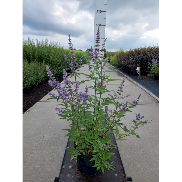 Kyskhedstræ - Vitex agnus-castus - Prydbuske - Plantetorvet.dk