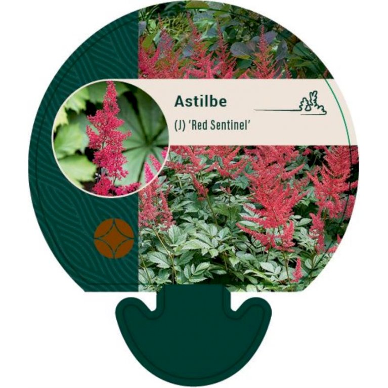 Astilbe - Red Sentinel - Stauder - Plantetorvet.dk
