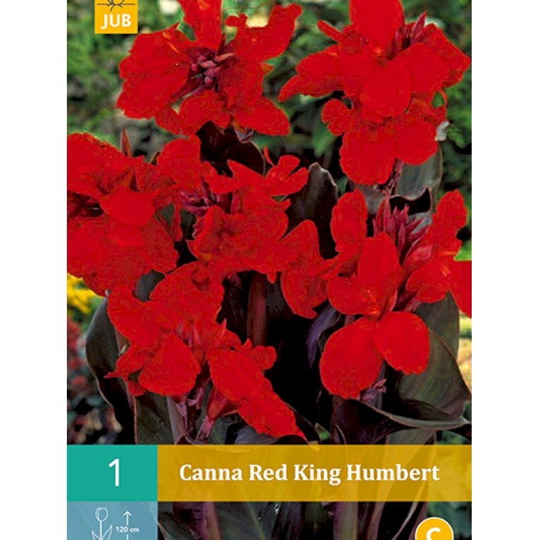 Canna Red King Humbert - f - Blomsterløg (Ikke i brug) - Plantetorvet.dk