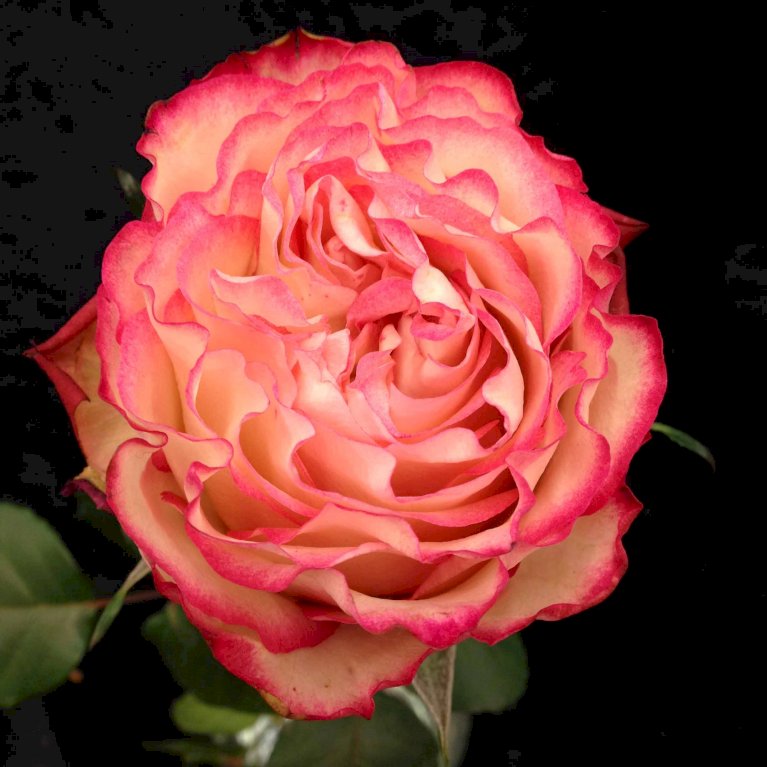 'Loves Me® Sweet'™ - Roser - Plantetorvet.dk