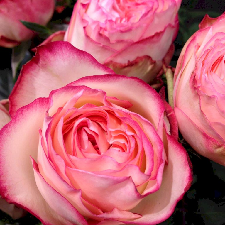 'Loves Me® Sweet'™ - Roser - Plantetorvet.dk