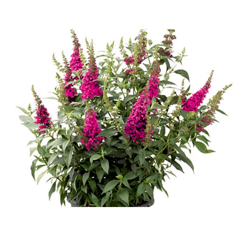 Sommerfuglebusk Buzz 'Hot Raspberry' - Prydbuske - Plantetorvet.dk