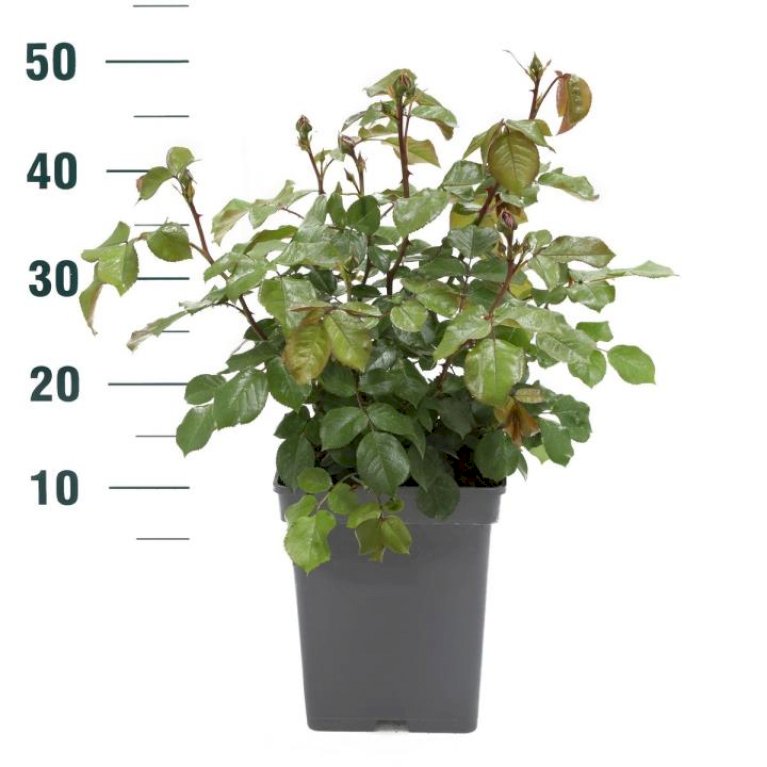 'Nautica' - Roser - Plantetorvet.dk