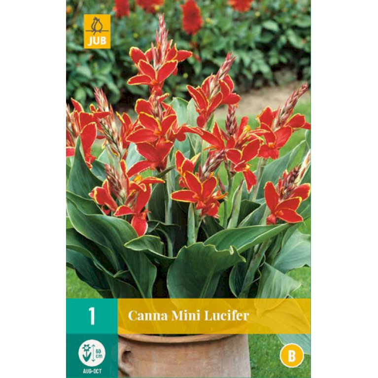 Kanna 'Mini Lucifer' - Blomsterløg - Plantetorvet.dk