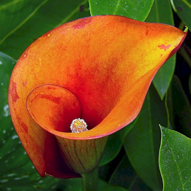 Kalla 'Magic Fire' - Blomsterløg - Plantetorvet.dk