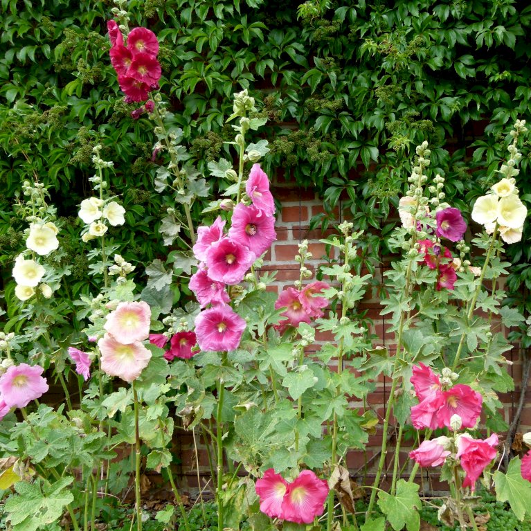 Stokrose mix - Alcea Rosea Mix - Blomsterløg - Plantetorvet.dk