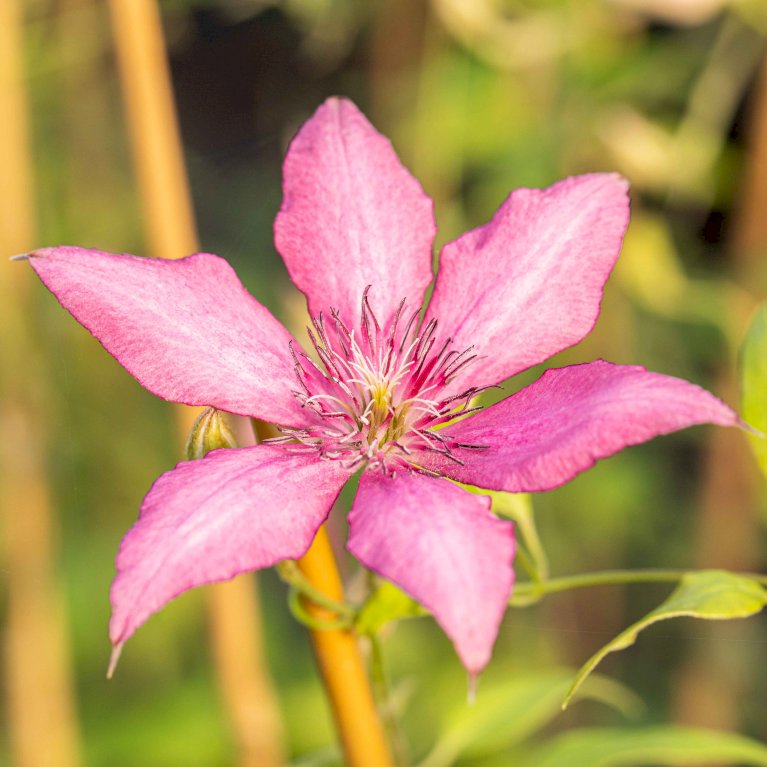 Evison Klematis 'Giselle'® - Slyngplanter - Plantetorvet.dk