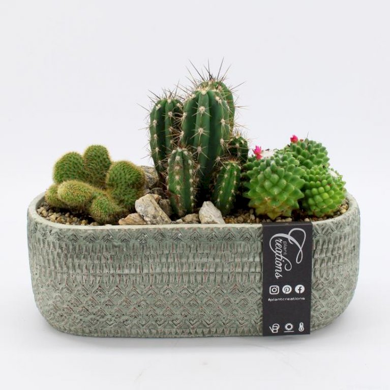 Kaktus - Cactus Essentials CTCR-2320 - Stueplanter - Plantetorvet.dk