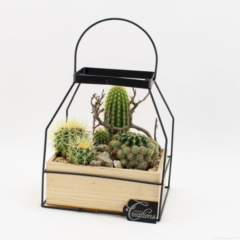Kaktus - Cactus Essentials CTCR-2326 - Stueplanter - Plantetorvet.dk