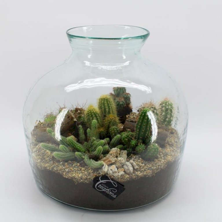 Kaktus - Cactus Essentials CTCR-2341 - Stueplanter - Plantetorvet.dk