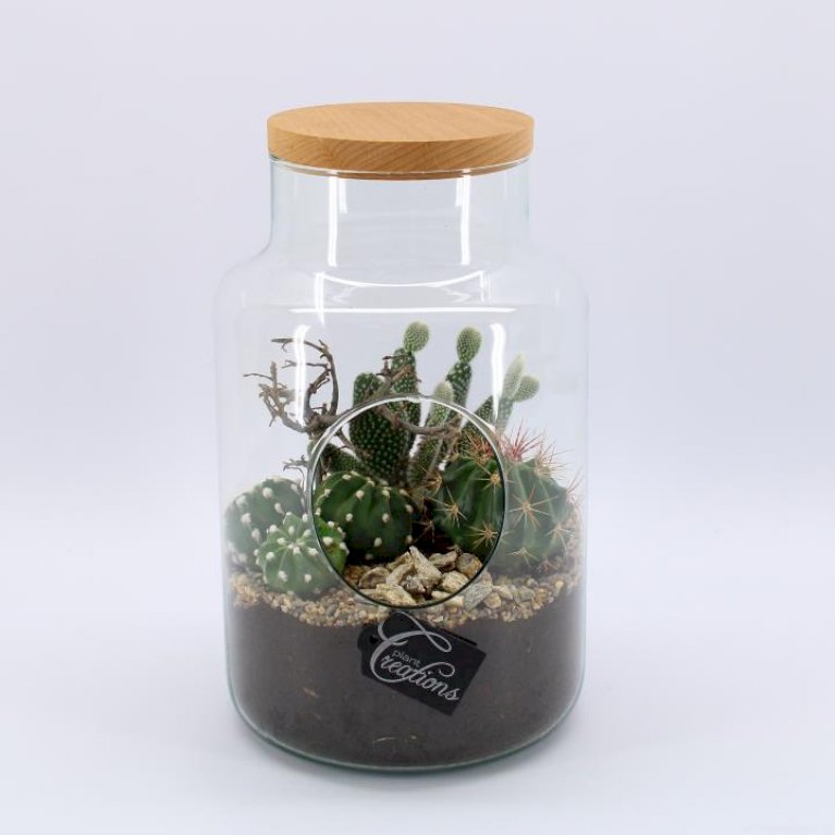 Kaktus - Cactus Essentials CTCR-2332 - Stueplanter - Plantetorvet.dk