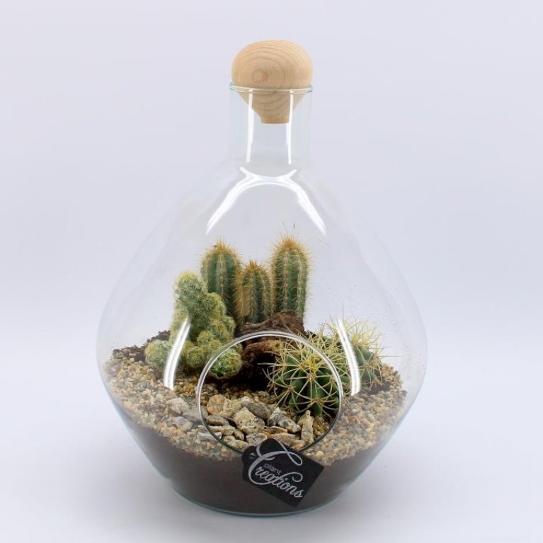 Kaktus - Cactus Essentials CTCR-2333 - Stueplanter - Plantetorvet.dk