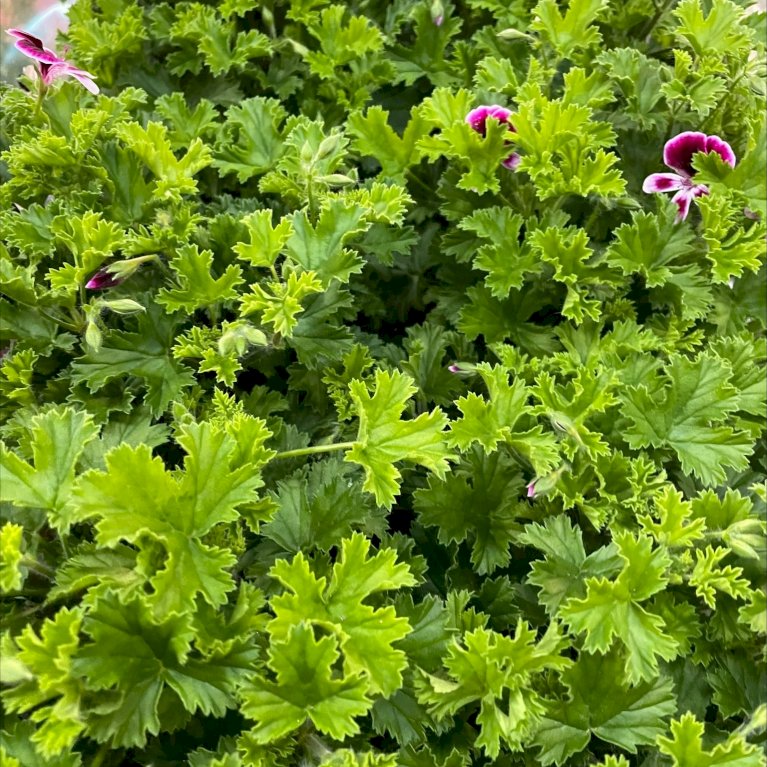 Rosengeranie 'Moskitoaway Eva' - Sommerblomster - Plantetorvet.dk