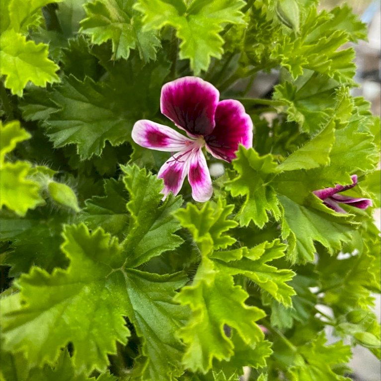 Rosengeranie 'Moskitoaway Eva' - Sommerblomster - Plantetorvet.dk