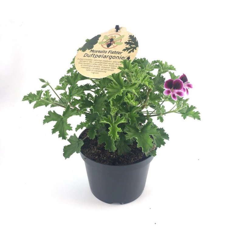 Rosengeranie 'Moskitoaway Eva' - Sommerblomster - Plantetorvet.dk