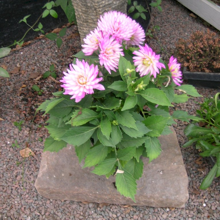 Dahlia aztec 'Veracruz'® - Sommerblomster - Plantetorvet.dk