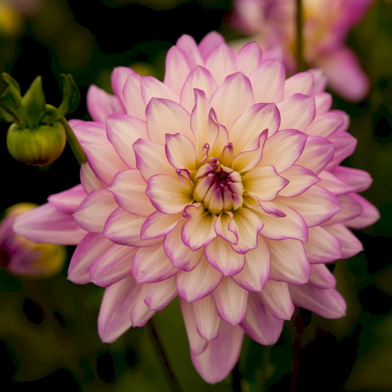 Dahlia aztec 'Veracruz'® - Sommerblomster - Plantetorvet.dk