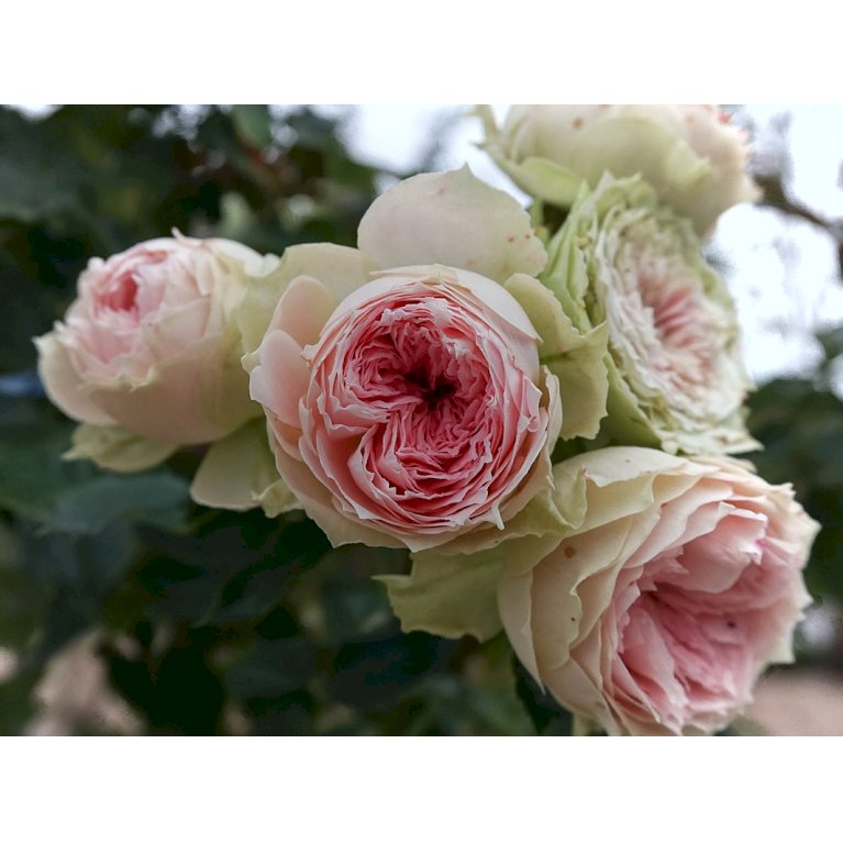 'Pompon Flower Circus' - Roser - Plantetorvet.dk