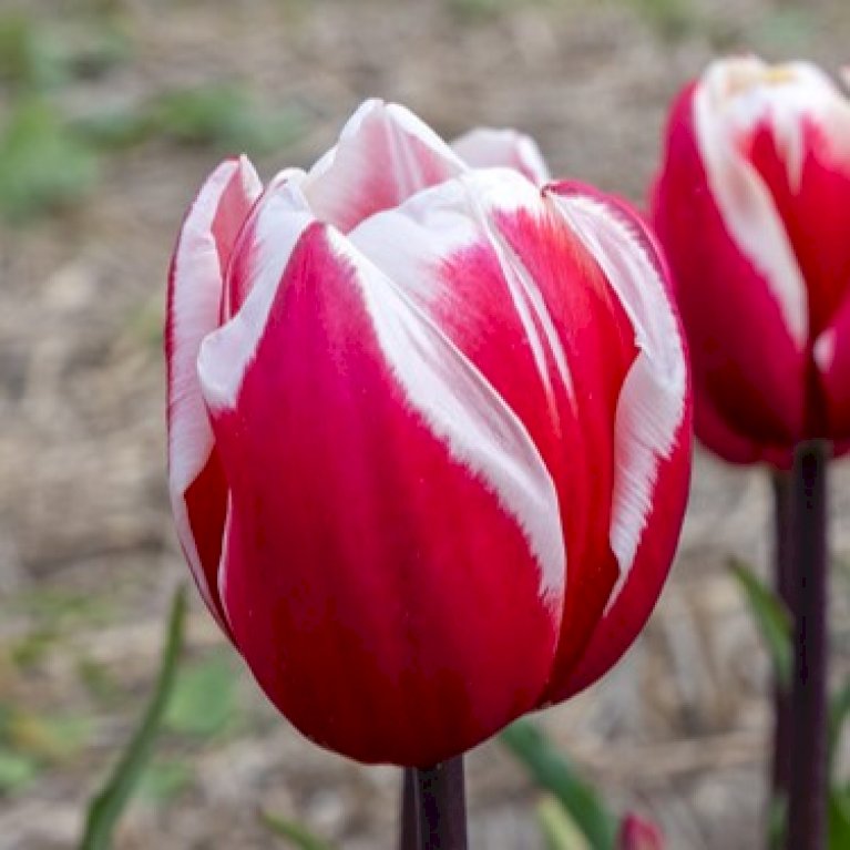 Tulipan 'Guus Papendrecht' - Blomsterløg - Plantetorvet.dk