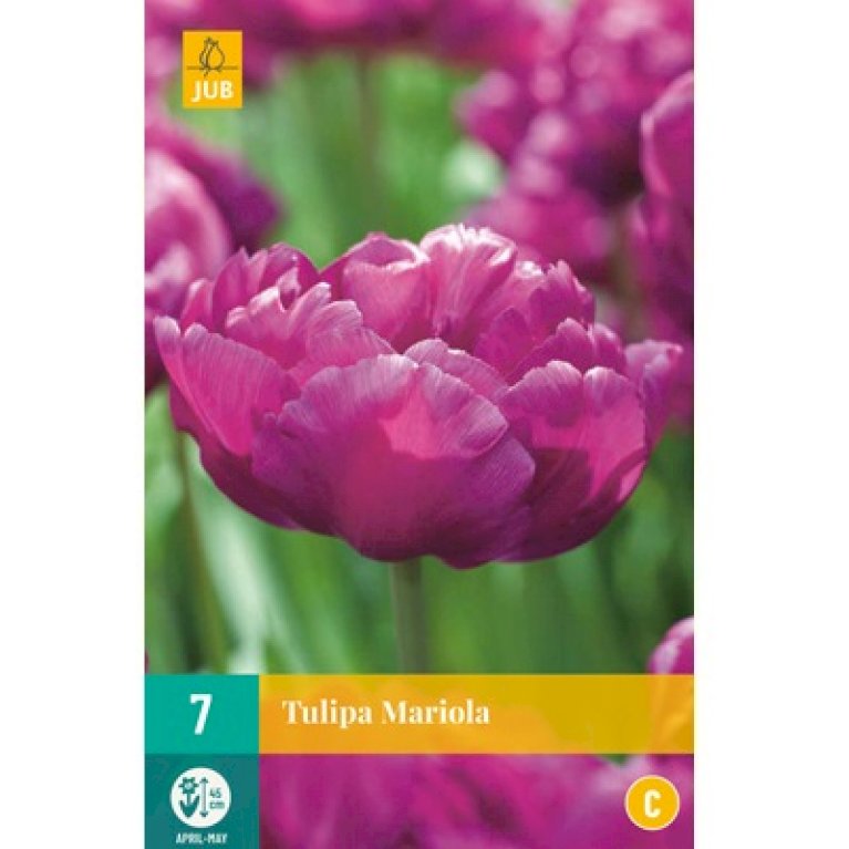 Tulipan 'Mariola' - Blomsterløg - Plantetorvet.dk