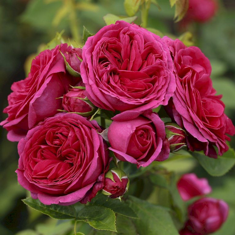 'Sophie Luise'® - Roser - Plantetorvet.dk