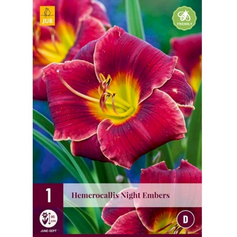 Daglilje 'Night Embers' - Blomsterløg - Plantetorvet.dk