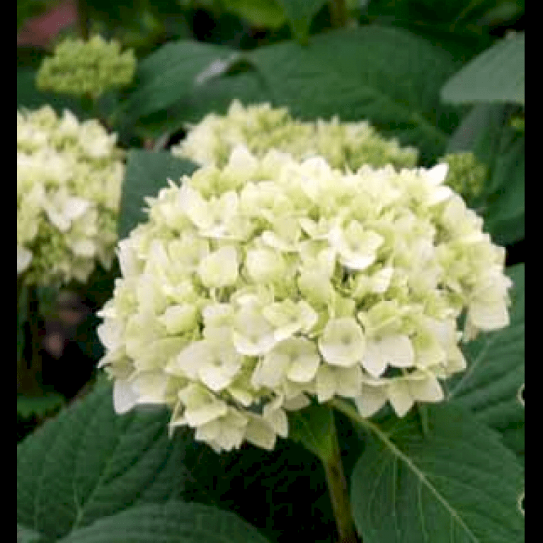 Hortensia 'Everbloom' - Rød - Prydbuske - Plantetorvet.dk