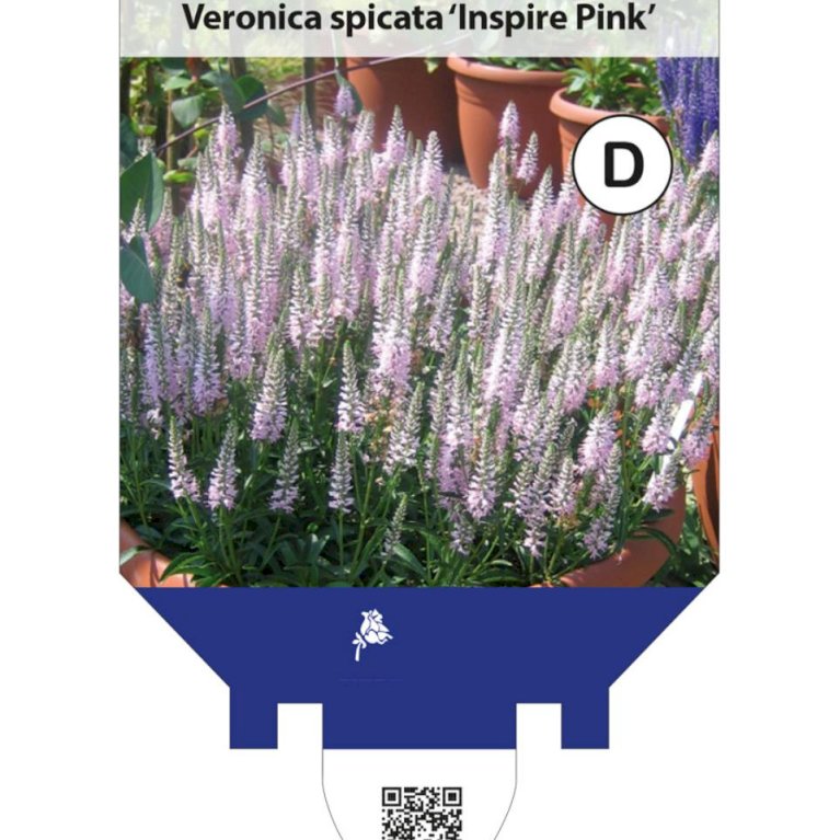 Ærenpris 'Inspire Pink' - Stauder - Plantetorvet.dk